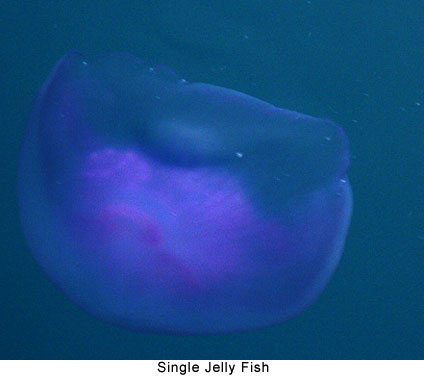 Welcome to Pacific Bliss